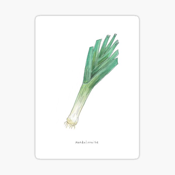 "Leek" Sticker by mandalouise | Redbubble