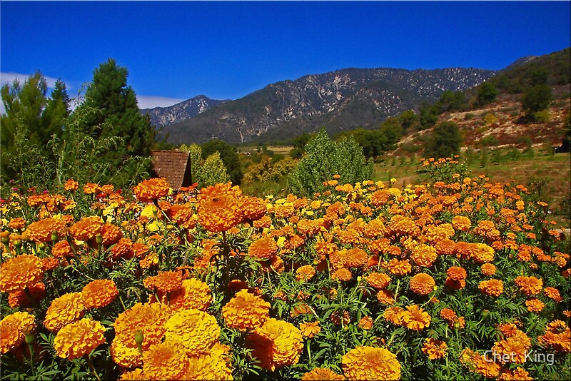 "Marigold Landscape" by Chet King | Redbubble
