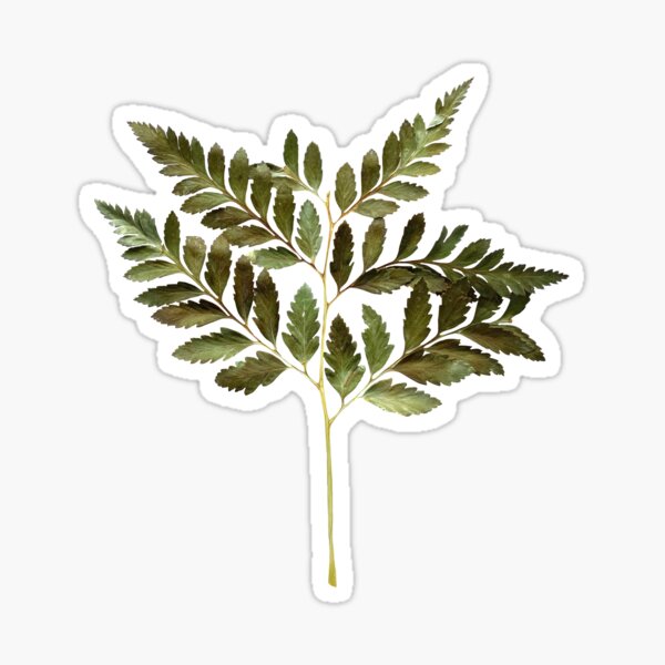 "fern" Sticker by blusargecnt | Redbubble