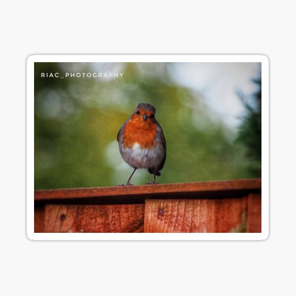 "Robin " Sticker for Sale by Riacphotography | Redbubble