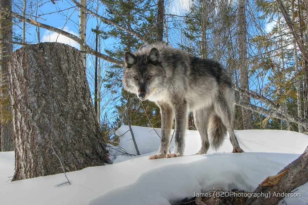 "Wolf Stance" by James (820Photography) Anderson | Redbubble