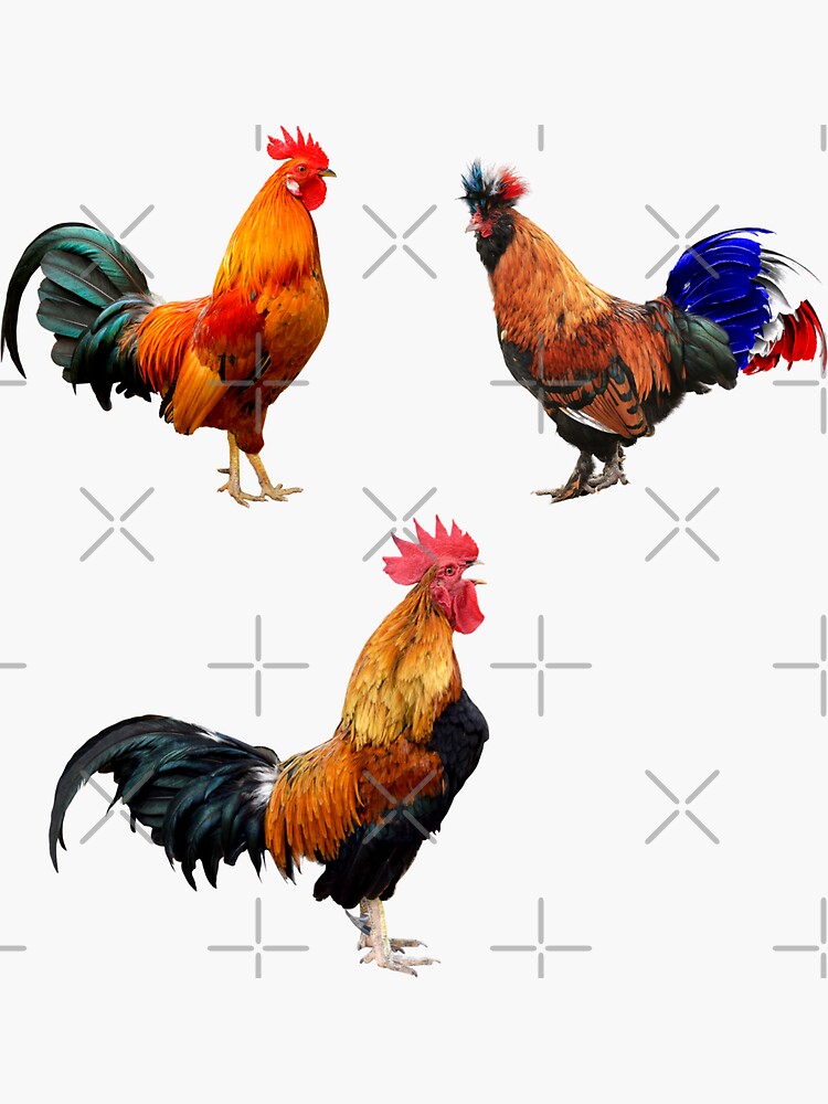"Rooster pack" Sticker for Sale by vashumaso | Redbubble