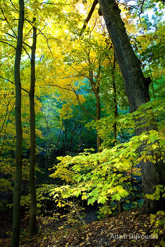 "Deep in the Forest" by Adam Bykowski | Redbubble