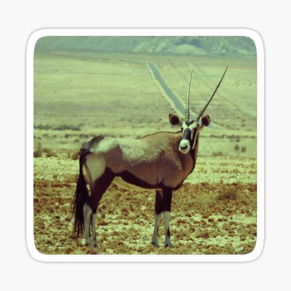 "Oryx- Gem of the Desert" Sticker for Sale by Keep-It-Wild | Redbubble