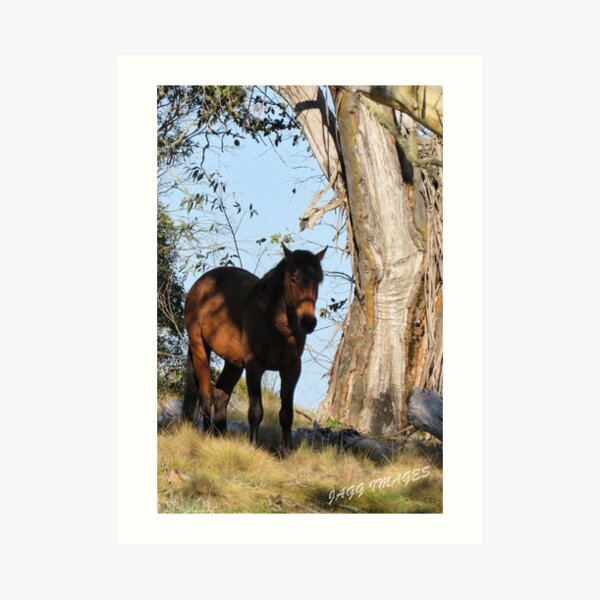 Brumby Art Prints | Redbubble