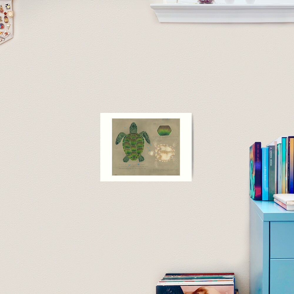 "Sea Turtle Scientific Study Drawing" Art Print by CeceArt | Redbubble