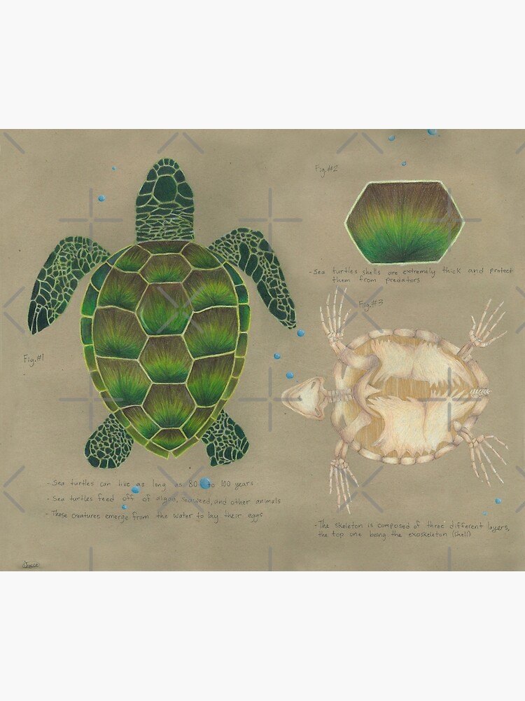"Sea Turtle Scientific Study Drawing" Art Print by CeceArt | Redbubble