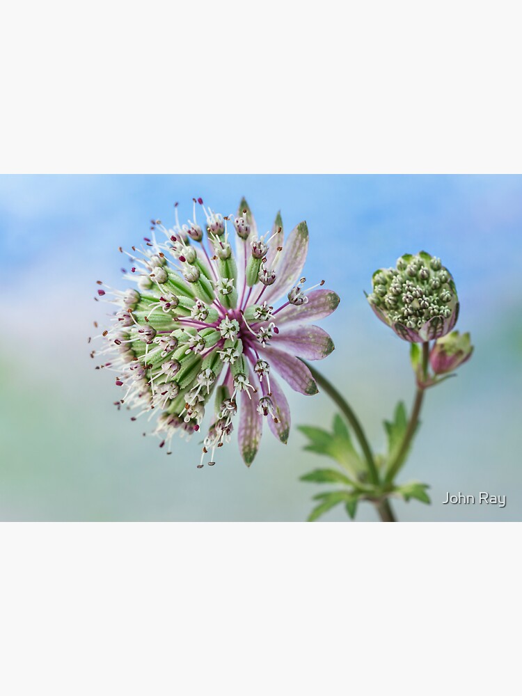 " Astrantia and Bud" Sticker by JohnRay27 | Redbubble