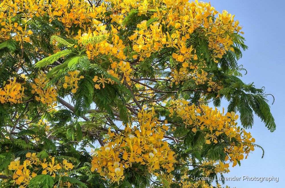 "Yellow Poinciana Tree in Nassau, The Bahamas" by Jeremy Lavender ...