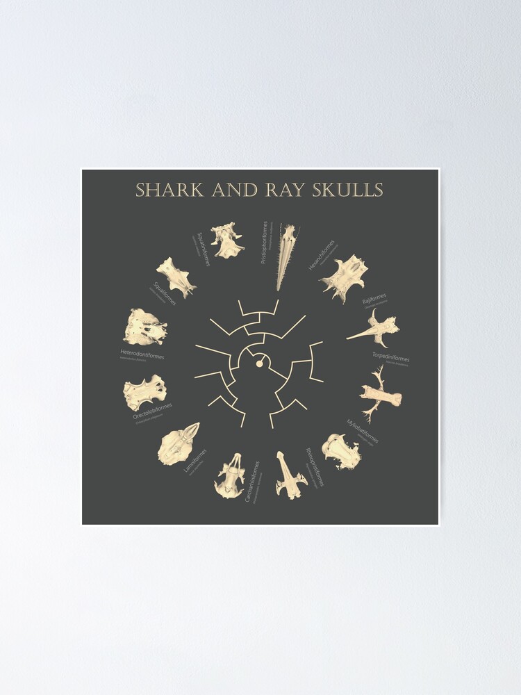 "Shark and ray skulls" Poster by mangibaud | Redbubble