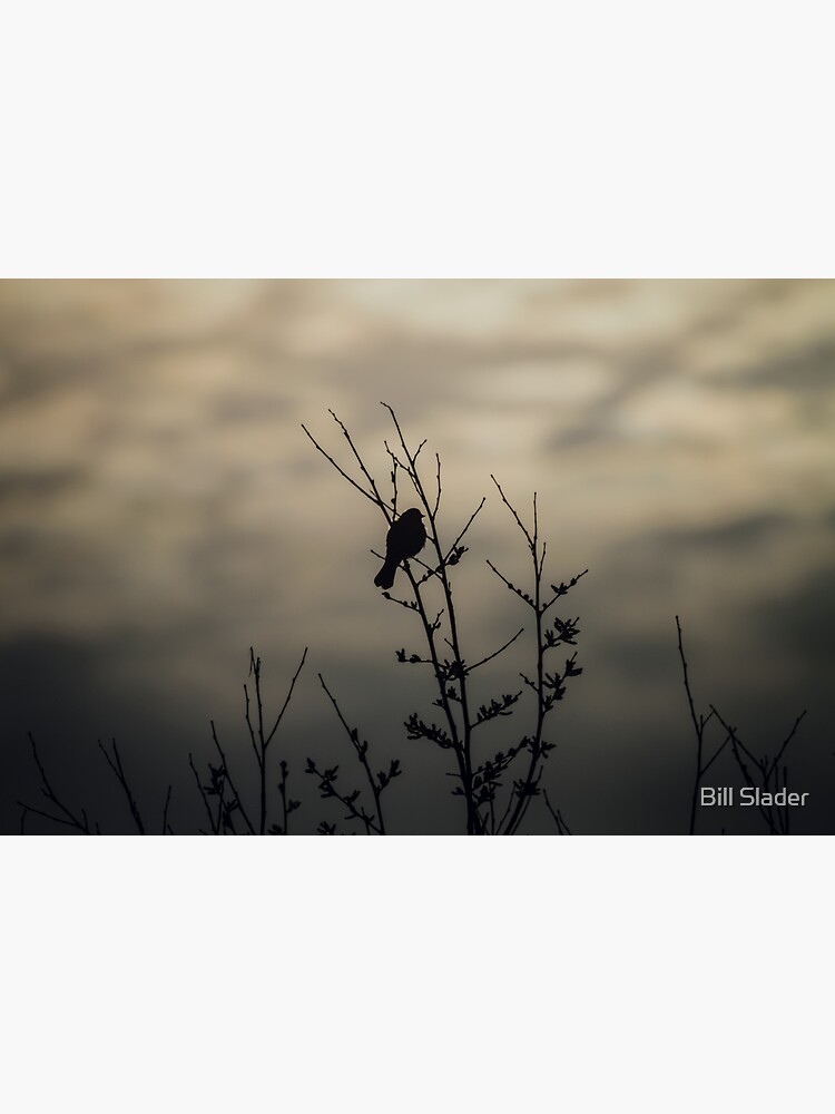 "Early Bird" Sticker by bslader | Redbubble