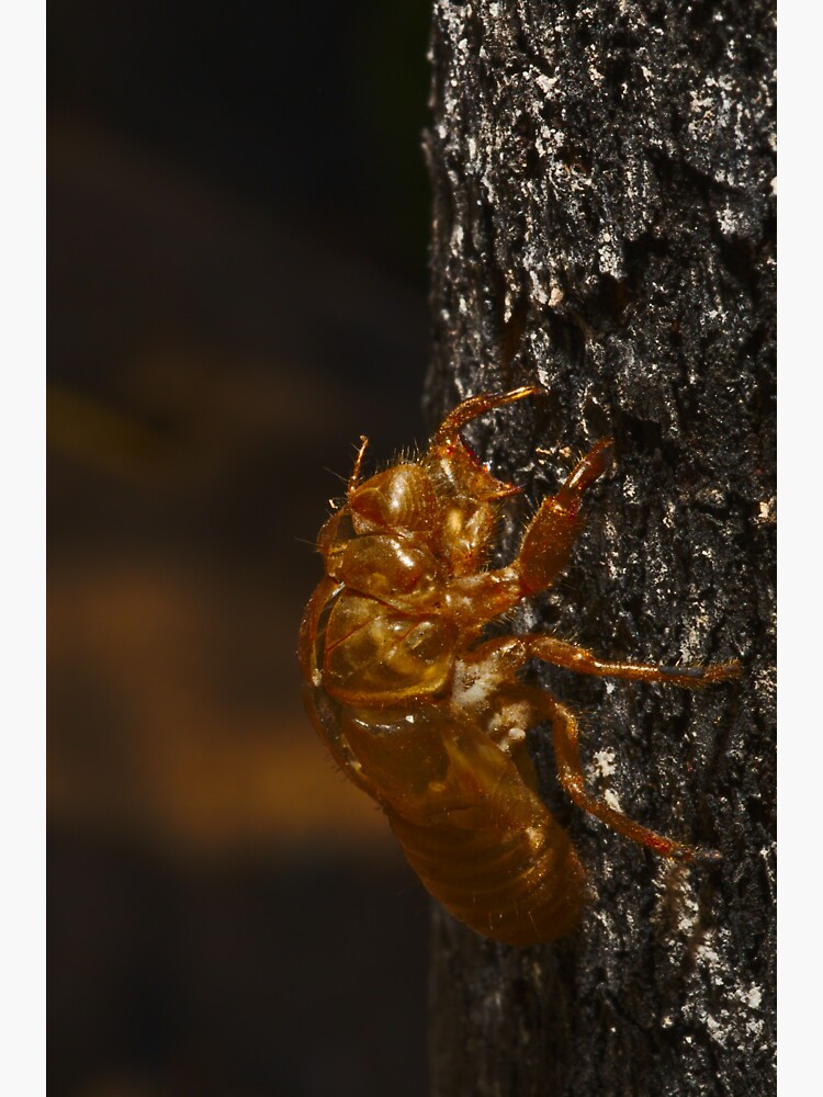 "Insects - A Cicada Bug Casing On A Burnt Tree - Portrait" Sticker for ...