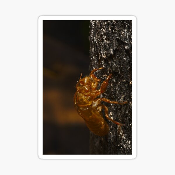 "Insects - A Cicada Bug Casing On A Burnt Tree - Portrait" Sticker for ...