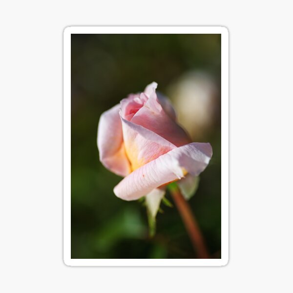 "A Pink Rose Bud" Sticker by bubbleblue | Redbubble