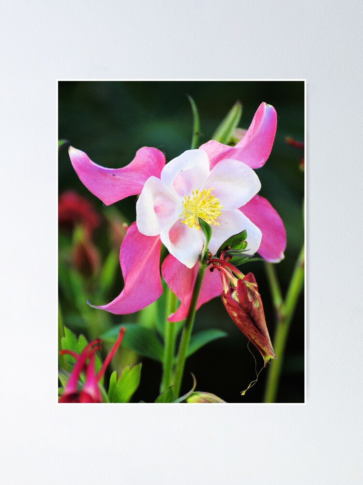 "columbine flower" Poster by ppkids | Redbubble