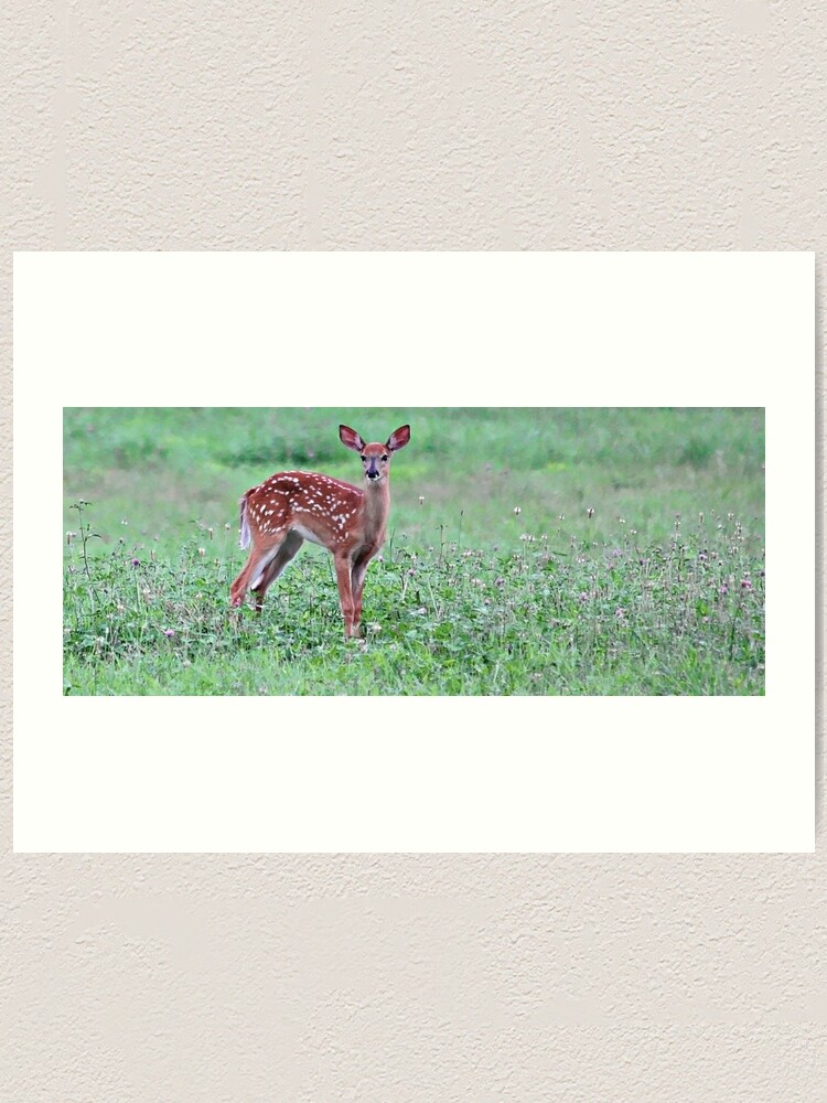 "'The Yearling'" Art Print by rural-guy | Redbubble