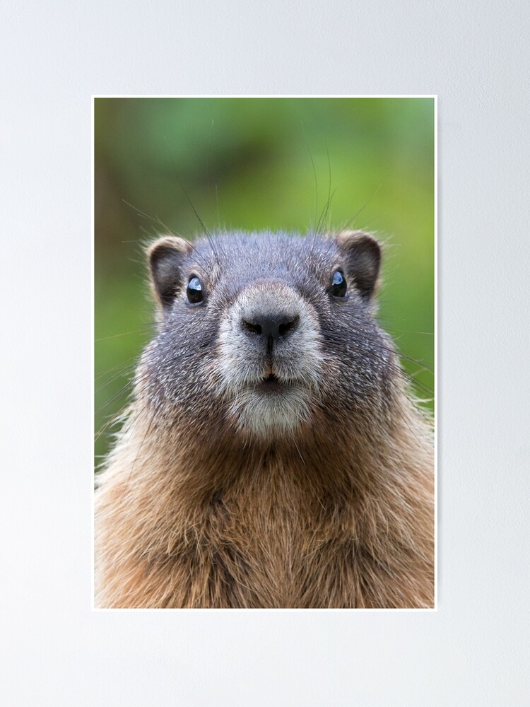 "Marmot" Poster by WorldDesign | Redbubble