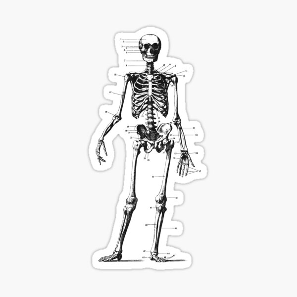"Human Skeleton Engraving" Sticker for Sale by GBREAL01 | Redbubble