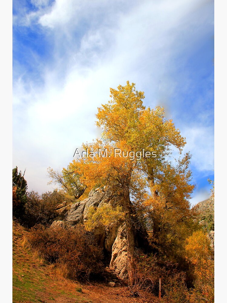"Golden Wild" Greeting Card for Sale by Arla Ruggles | Redbubble
