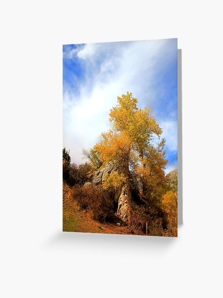 "Golden Wild" Greeting Card for Sale by Arla Ruggles | Redbubble