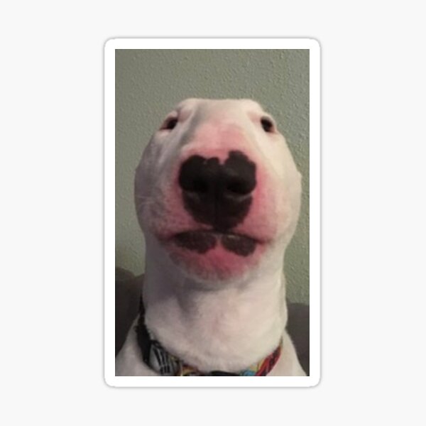 "Walter the Dog Picture" Sticker by youyouitsjoe | Redbubble