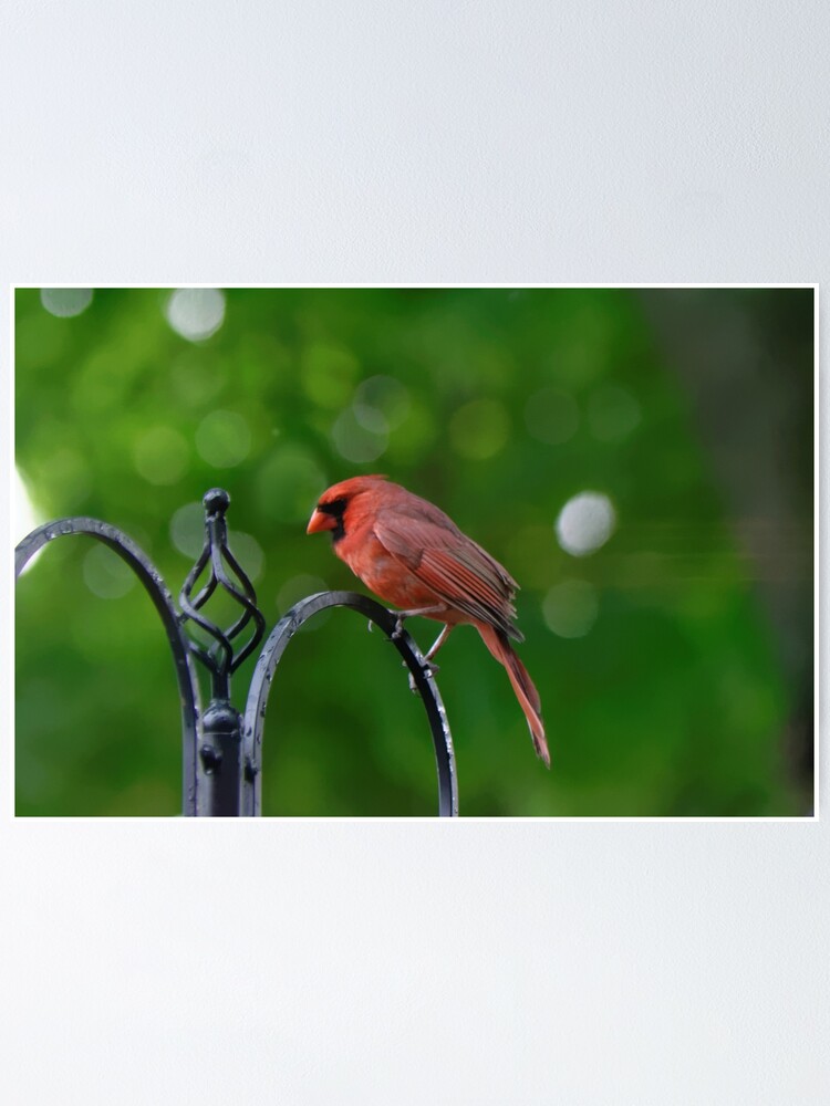 "Northern Cardinal male" Poster by rodmacpherson | Redbubble