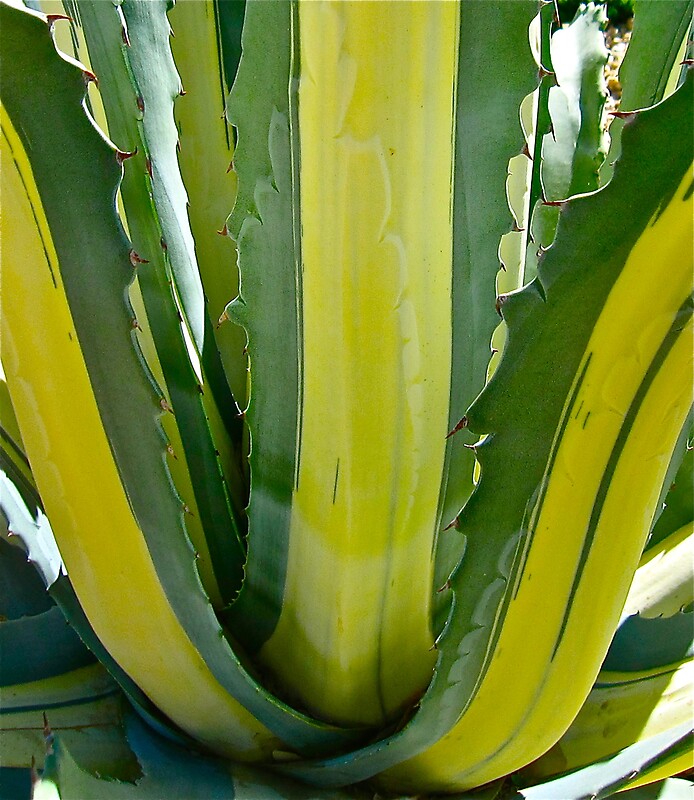 ""Agave Detail Pattern"" by AlexandraZloto | Redbubble