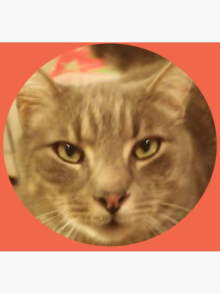 "Ozzy the cat in 2020" Poster by martinb1962 | Redbubble