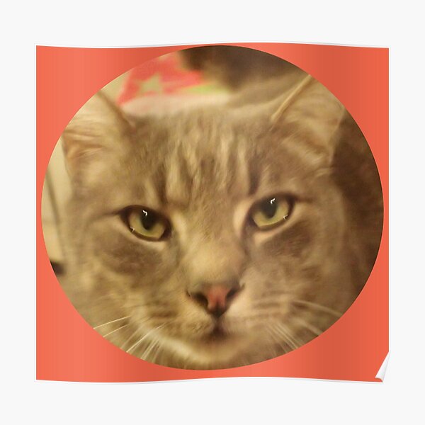 "Ozzy the cat in 2020" Poster by martinb1962 | Redbubble