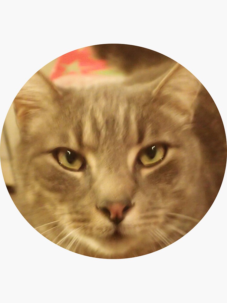 "Ozzy the cat in 2020" Sticker by martinb1962 | Redbubble