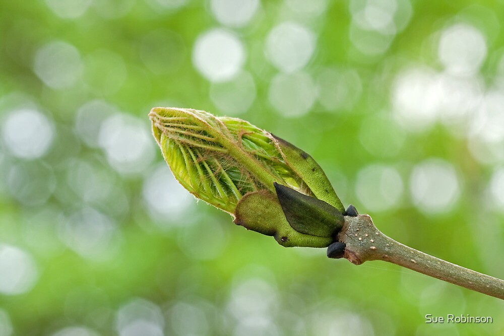 "Leaf Bud in Spring" by Sue Robinson | Redbubble
