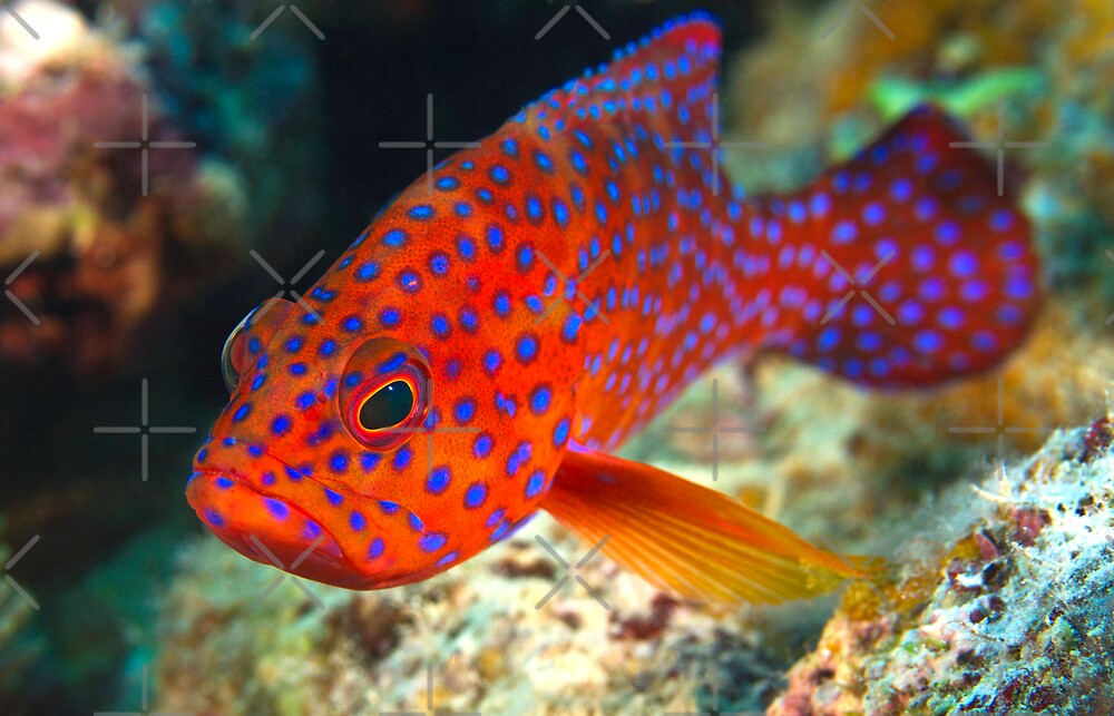 "Hideaway Coral Cod" by Matt-Dowse | Redbubble