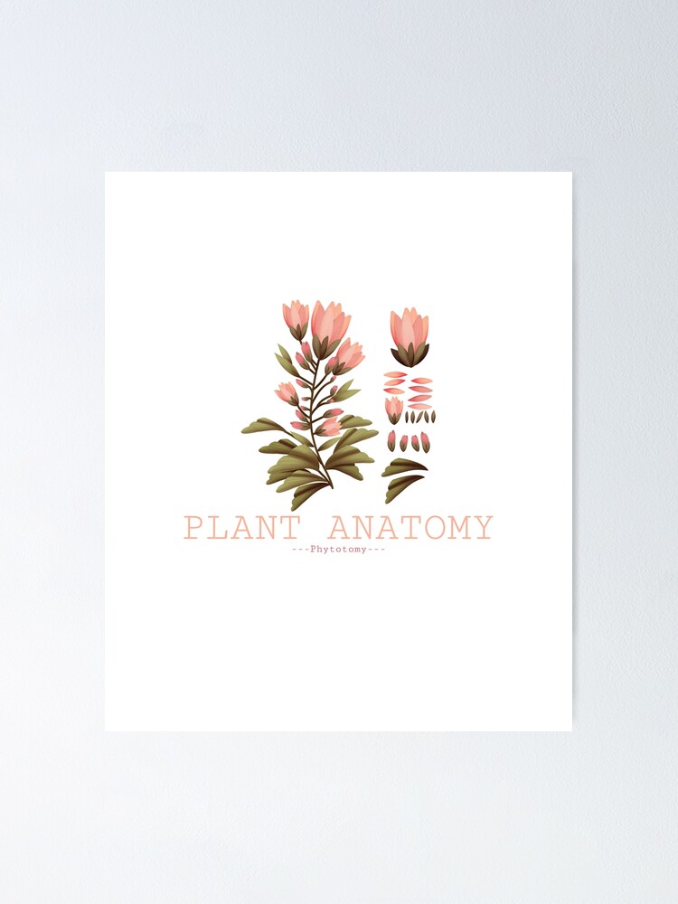 "Plant Anatomy " Poster for Sale by bentees | Redbubble