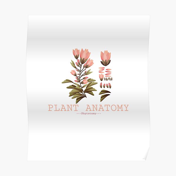 "Plant Anatomy " Poster for Sale by bentees | Redbubble