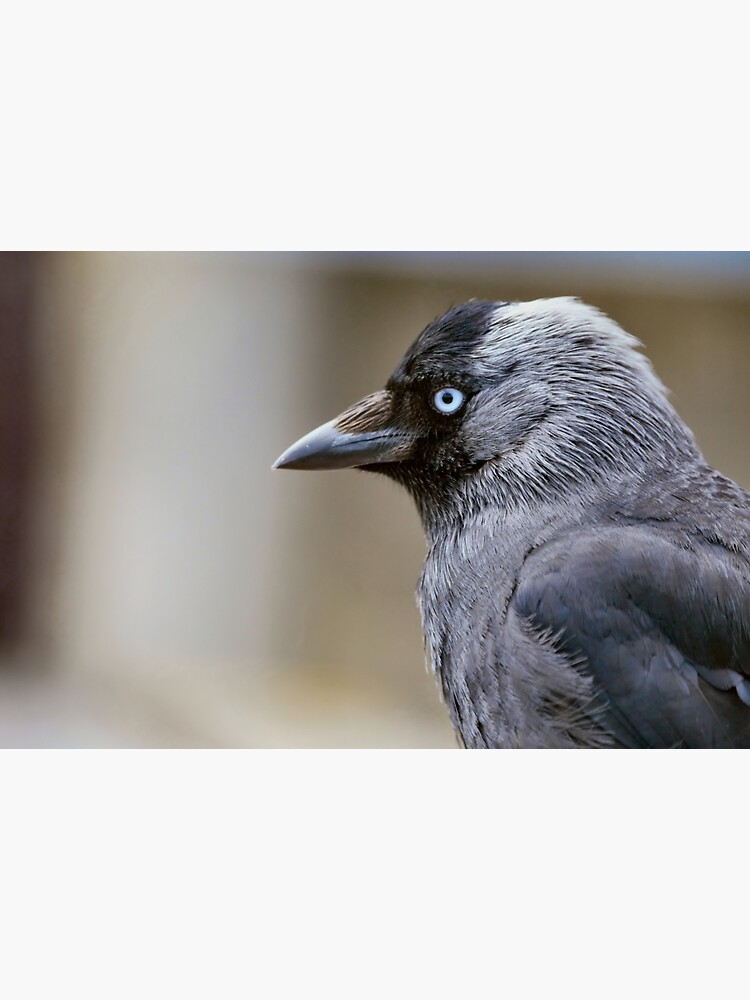 "Jackdaw Corvid - Bird Photography" Sticker by JHWildPhoto | Redbubble