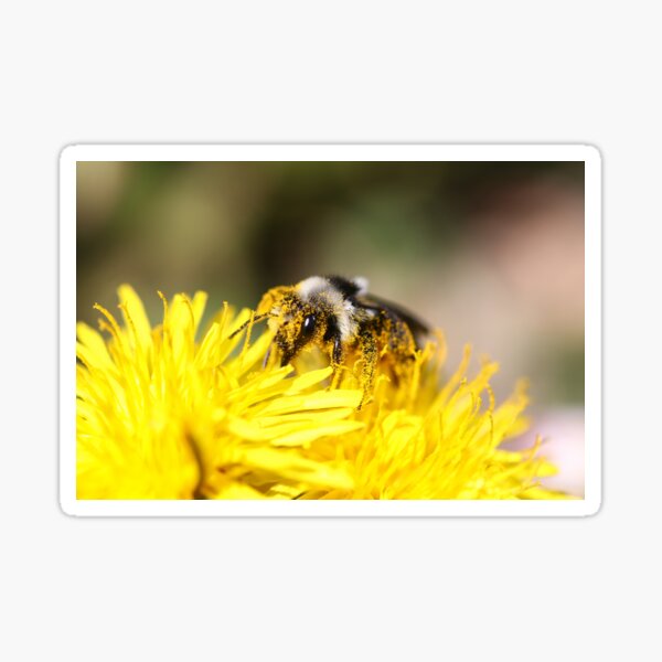 "Pollen face" Sticker for Sale by GreyFeatherPhot | Redbubble