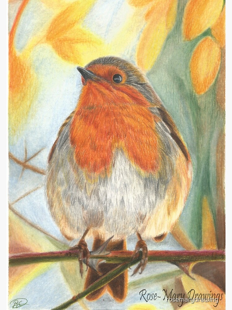 "Colored pencil Drawing of little Robin Bird " Spiral Notebook for Sale ...