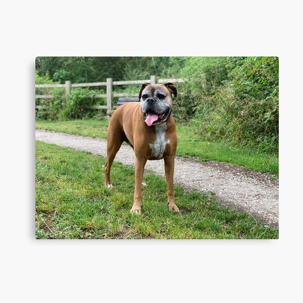 Boxer Dog Canvas Prints | Redbubble