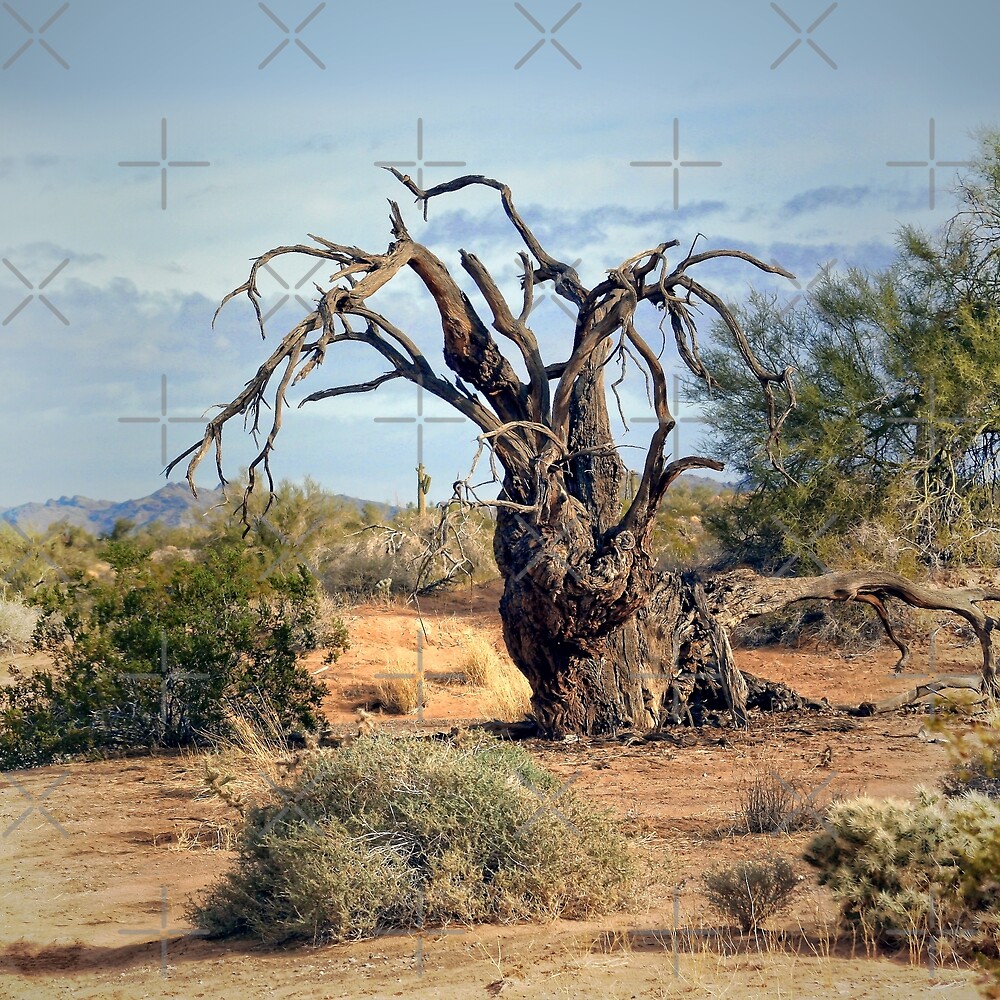 "Gnarly Tree" by CarolM | Redbubble