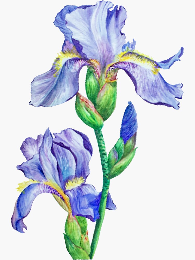 "Watercolor Iris Flower" Sticker for Sale by MerakiFineArt | Redbubble