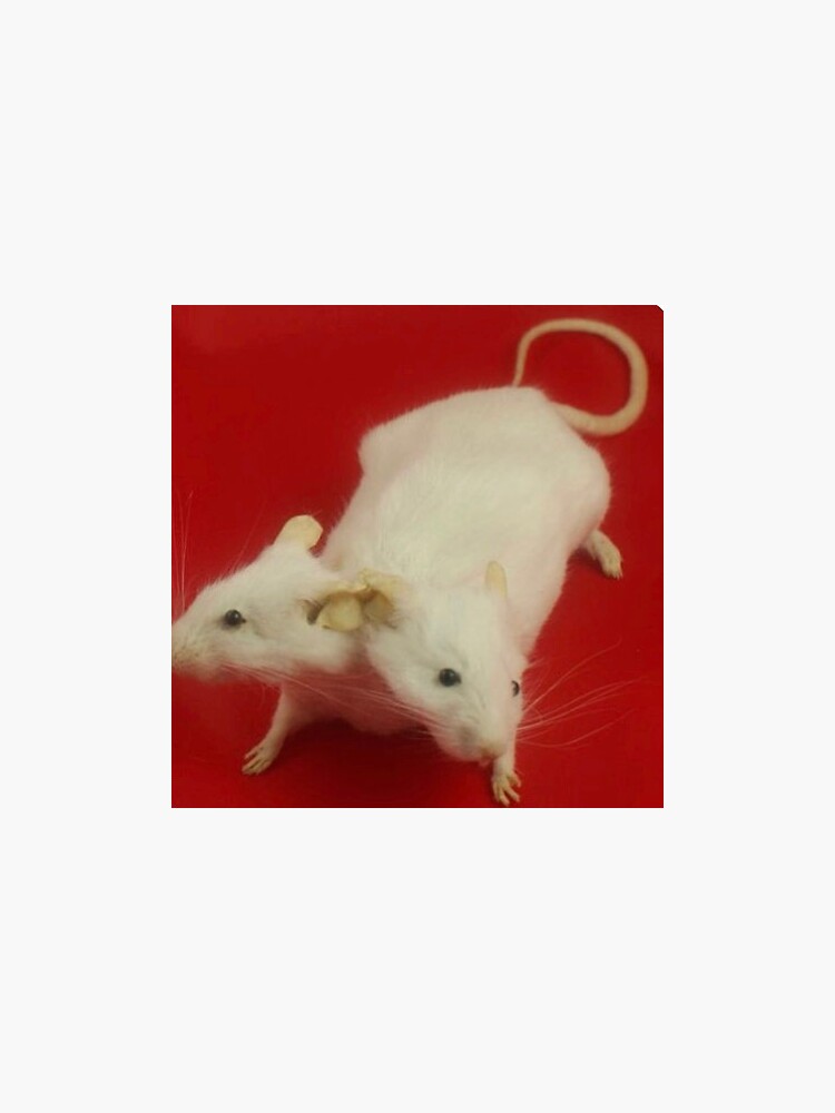 "two headed moouse " Sticker for Sale by mia-61 | Redbubble