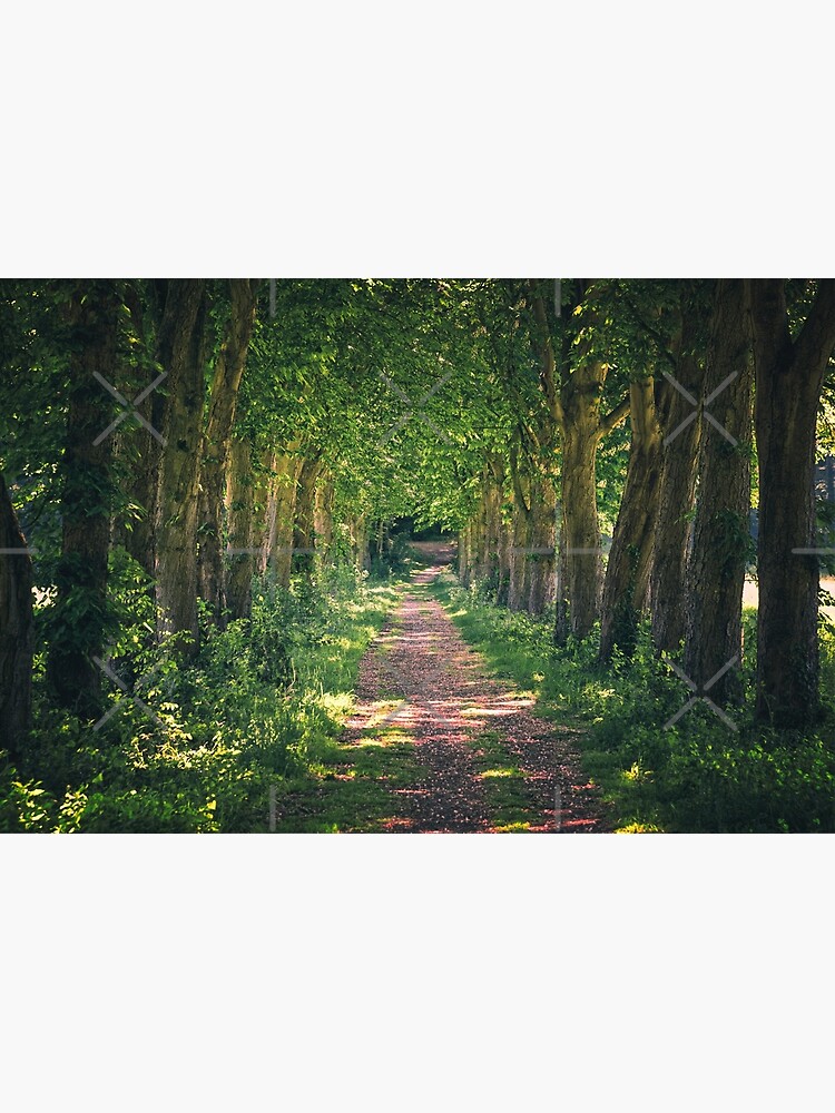 "forest path" Poster for Sale by Kinisis | Redbubble