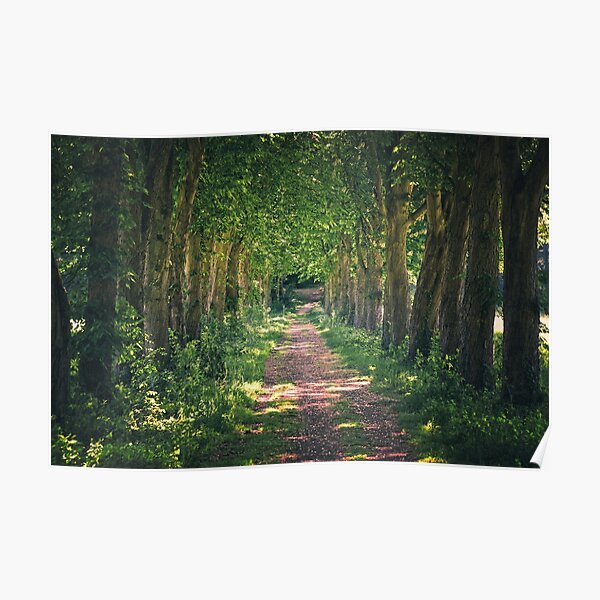 "forest path" Poster for Sale by Kinisis | Redbubble
