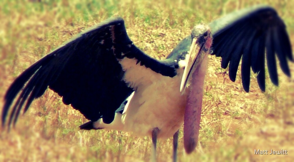 "'Kenian Marabou Stork "aka" The Undertaker Bird'" by Matt Jewitt ...