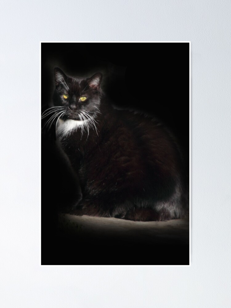 "Tuxedo Cat" Poster by simpsonvisuals | Redbubble