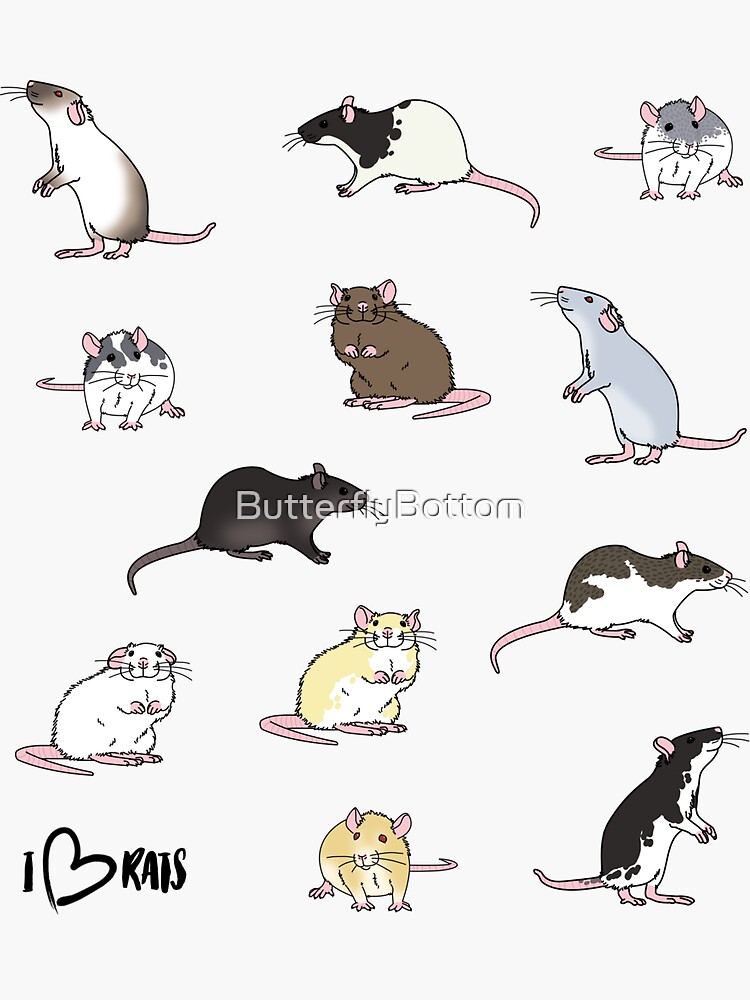 "fancy rats stickers" Sticker for Sale by ButterflyBottom | Redbubble