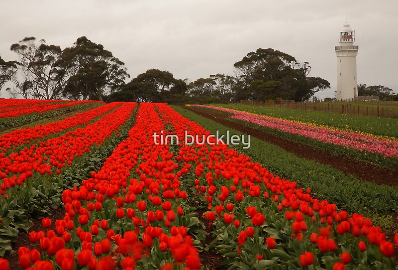 "table cape, wynyard. north coast, tasmania" by tim buckley ...