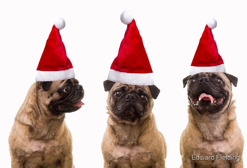 "Christmas Pugs Trio" by Edward Fielding | Redbubble