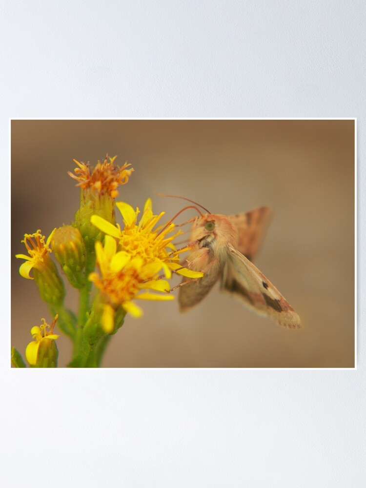 "The hummingbird hawk moth" Poster by miradorpictures | Redbubble