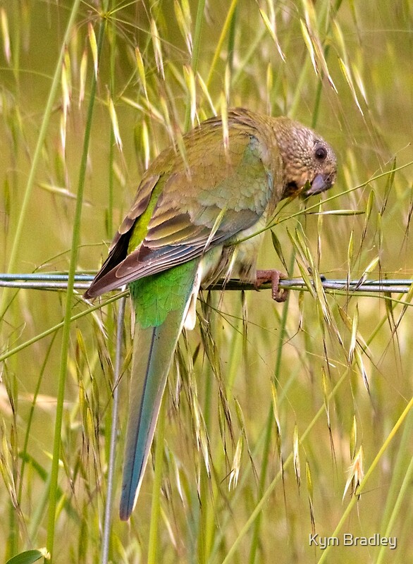 "Female Red Rump Parrot No 1" by Kym Bradley | Redbubble